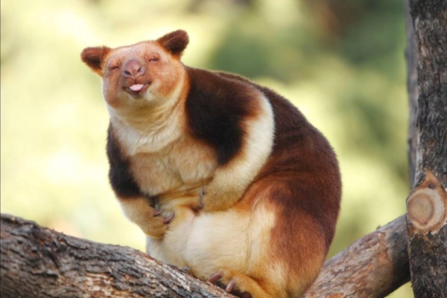 Why is it called a tree kangaroo? How rare is it? Closest relative?