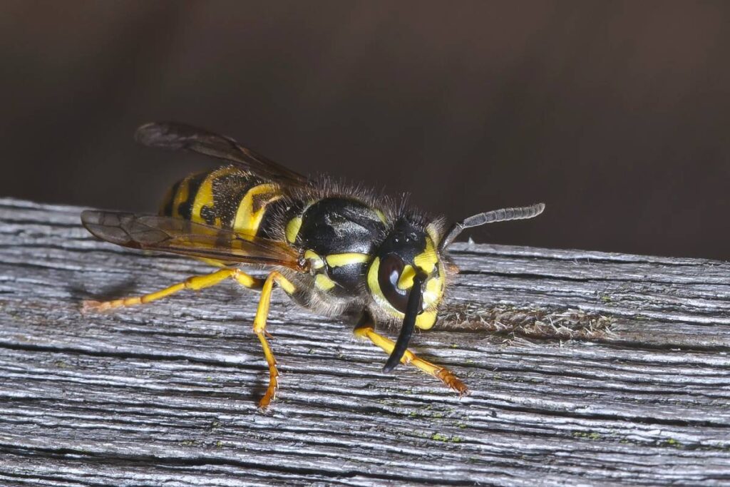 5 Most Common Wasps in Australia: ID Guide & Safety Tips - The Thought ...