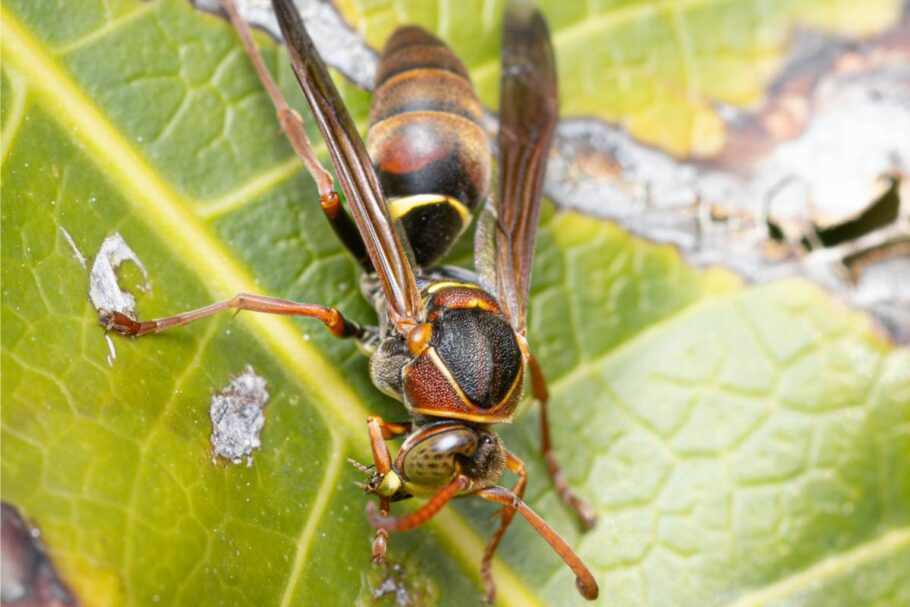 5 Most Common Wasps in Australia: ID Guide & Safety Tips - The Thought ...